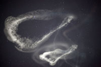 American Fukushima: South Carolina’s Oconee Unit 1 shutdown due to ...